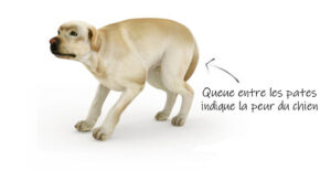Comprendre le chien : Reconnaitre et décoder les postures - Woafdogs